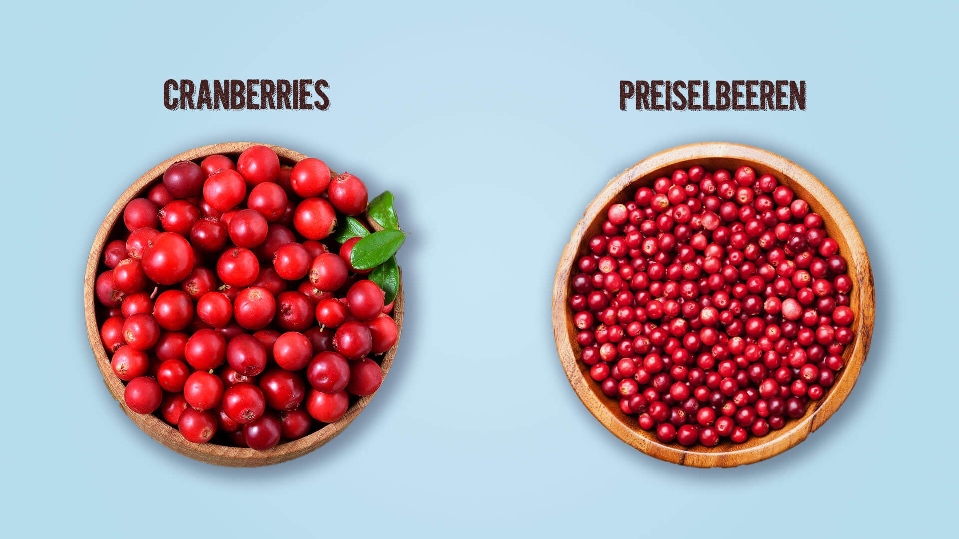 Cranberry – alles, was du über Cranberries wissen solltest!- Verival Blog