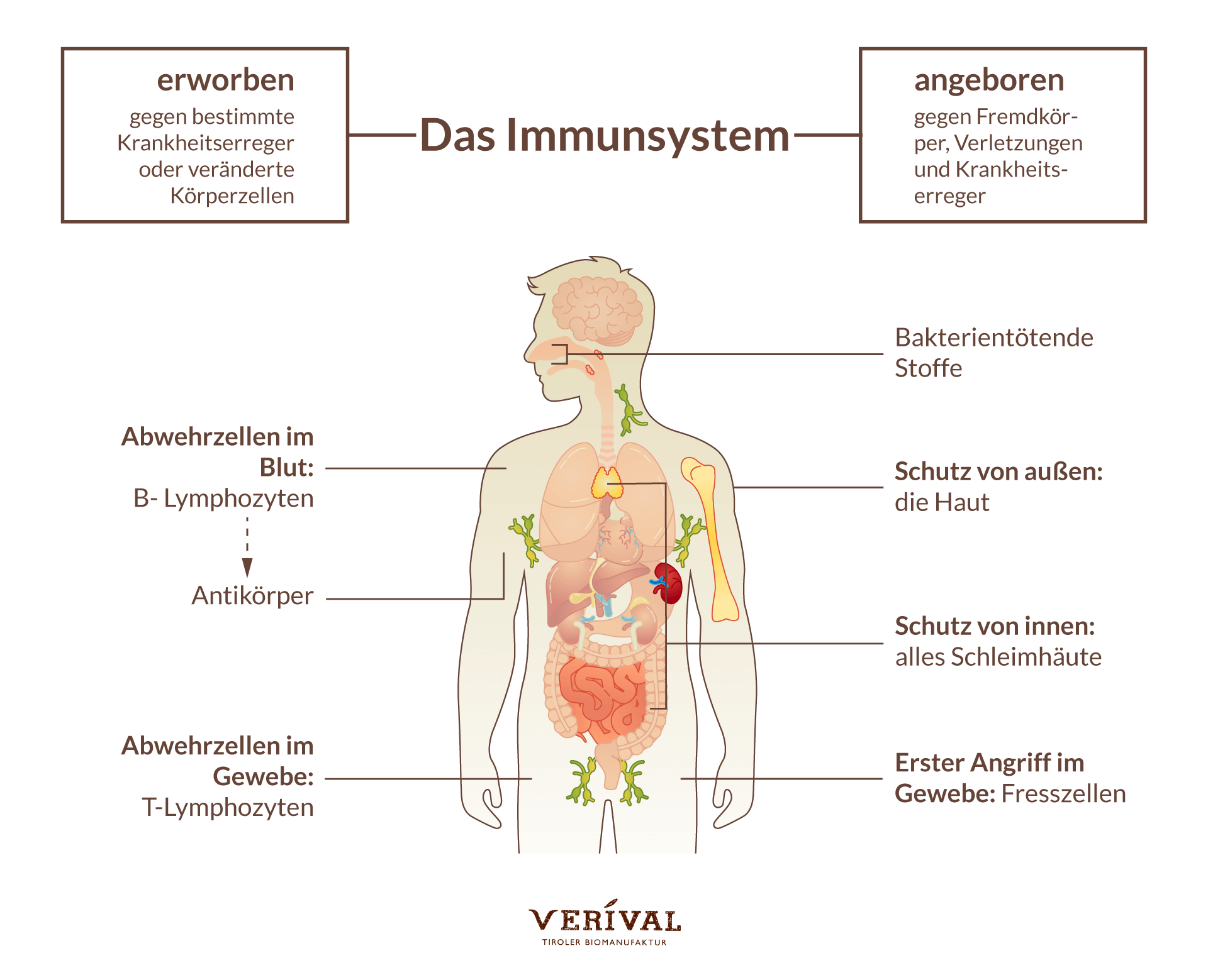 Immunsystem - wie die Abwehrkräfte des Körpers funktionieren